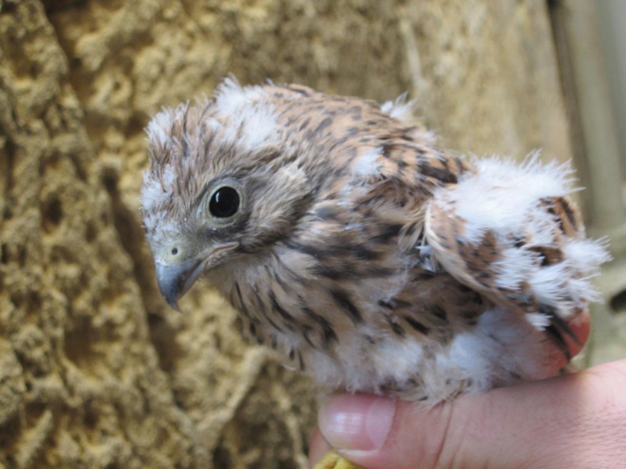Salvati due piccoli falchi caduti dal nido costruito sulla chiesa di ...